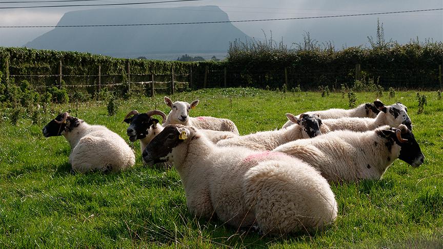 "Silvia entdeckt Irland": Die Rezepte vom 9. März - extra.ORF.at