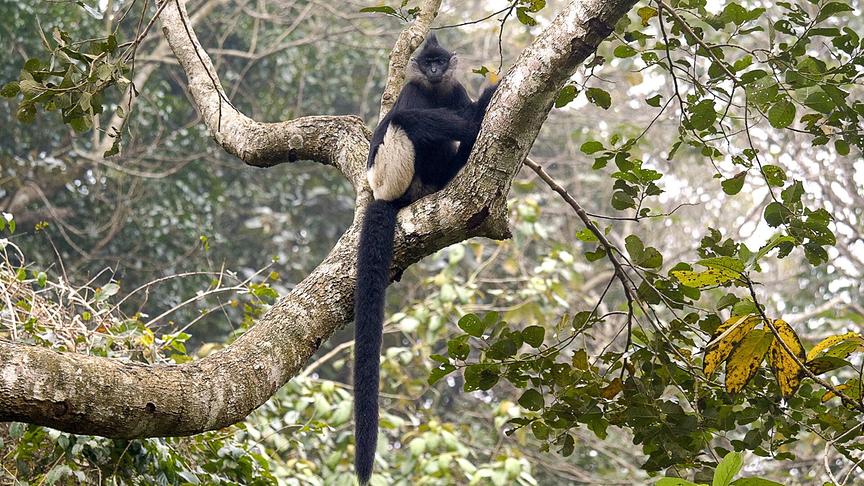"Vietnams geheimnisvoller Norden - Im Reich der Bergwälder ...